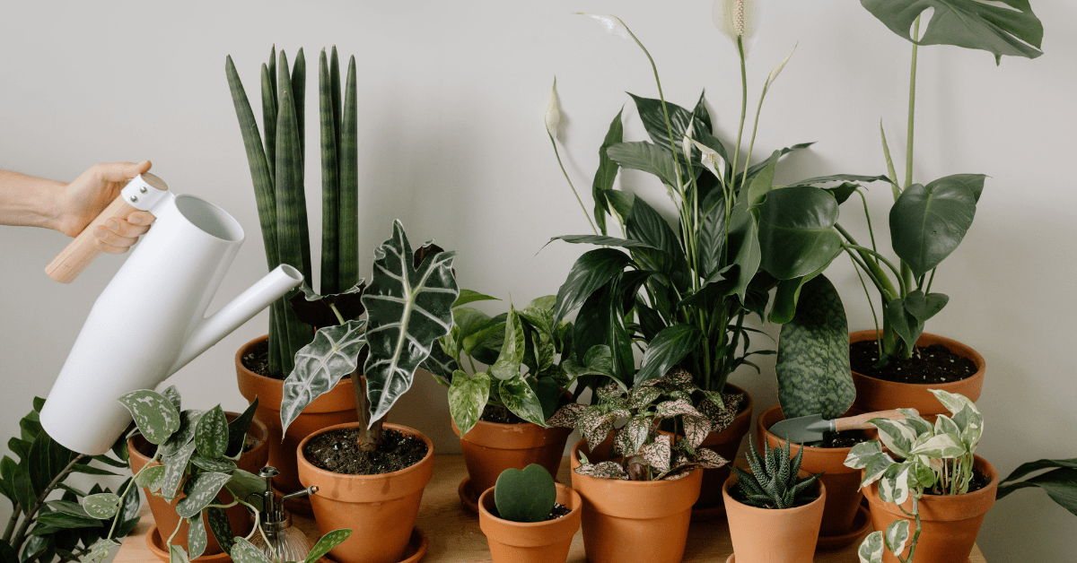 How to choose the right plants for my garden? | Plawsome